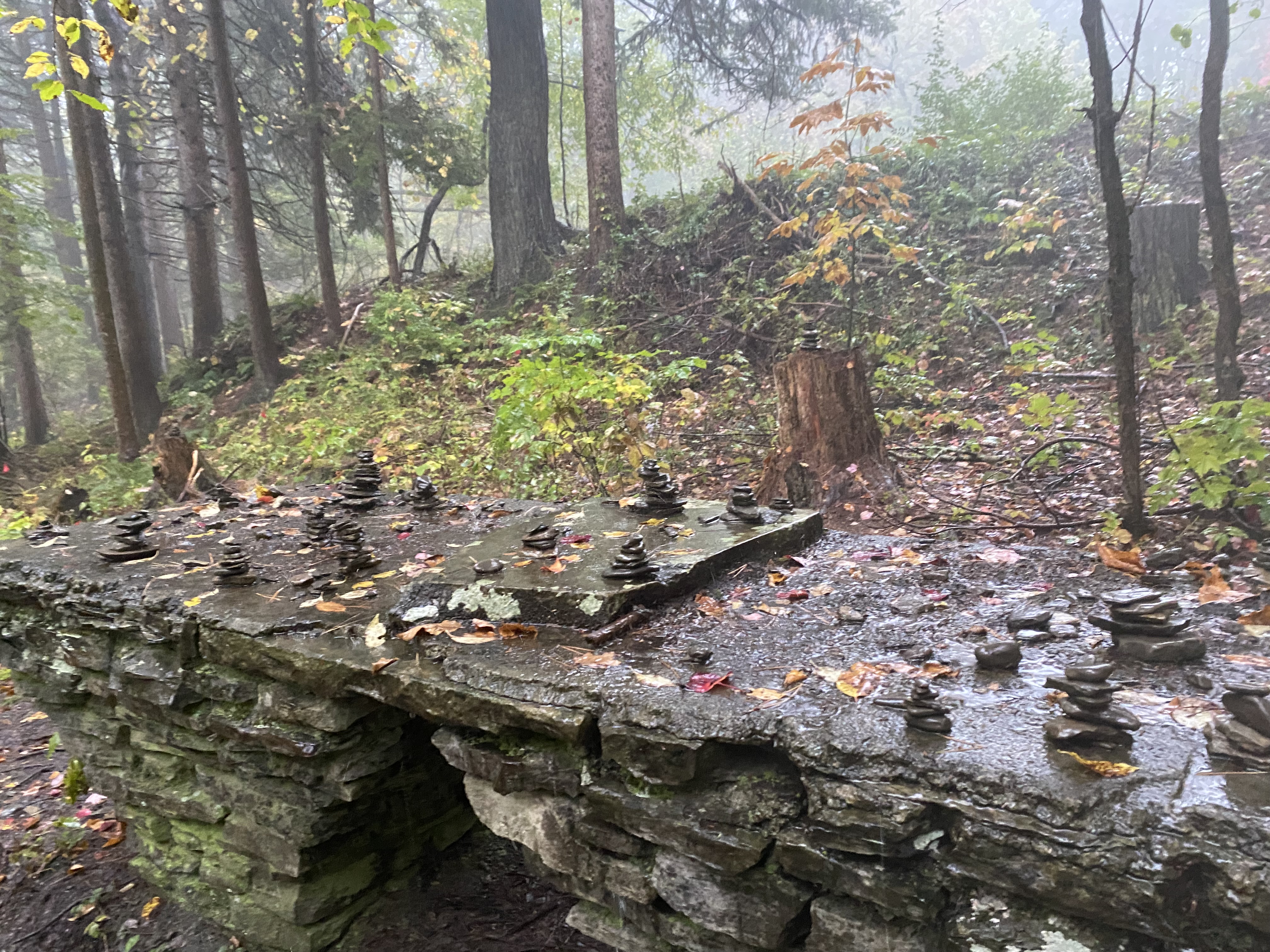 Connect with Our Services – Mindful Life Connections